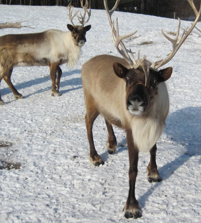 Reindeer and Winter Sisters Will Visit Sterling Heights Xfinity Store ...